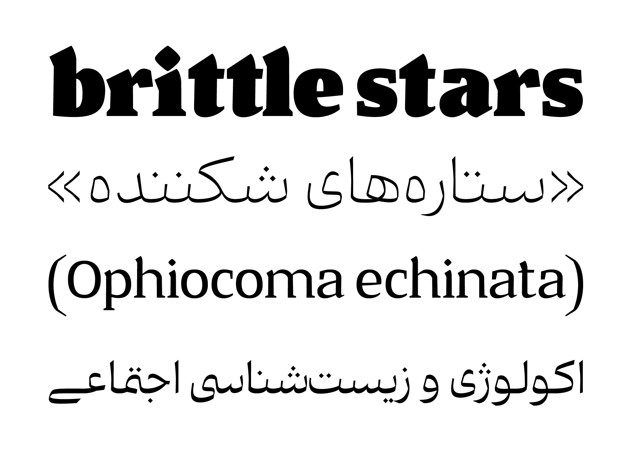 Veno | NoonFont